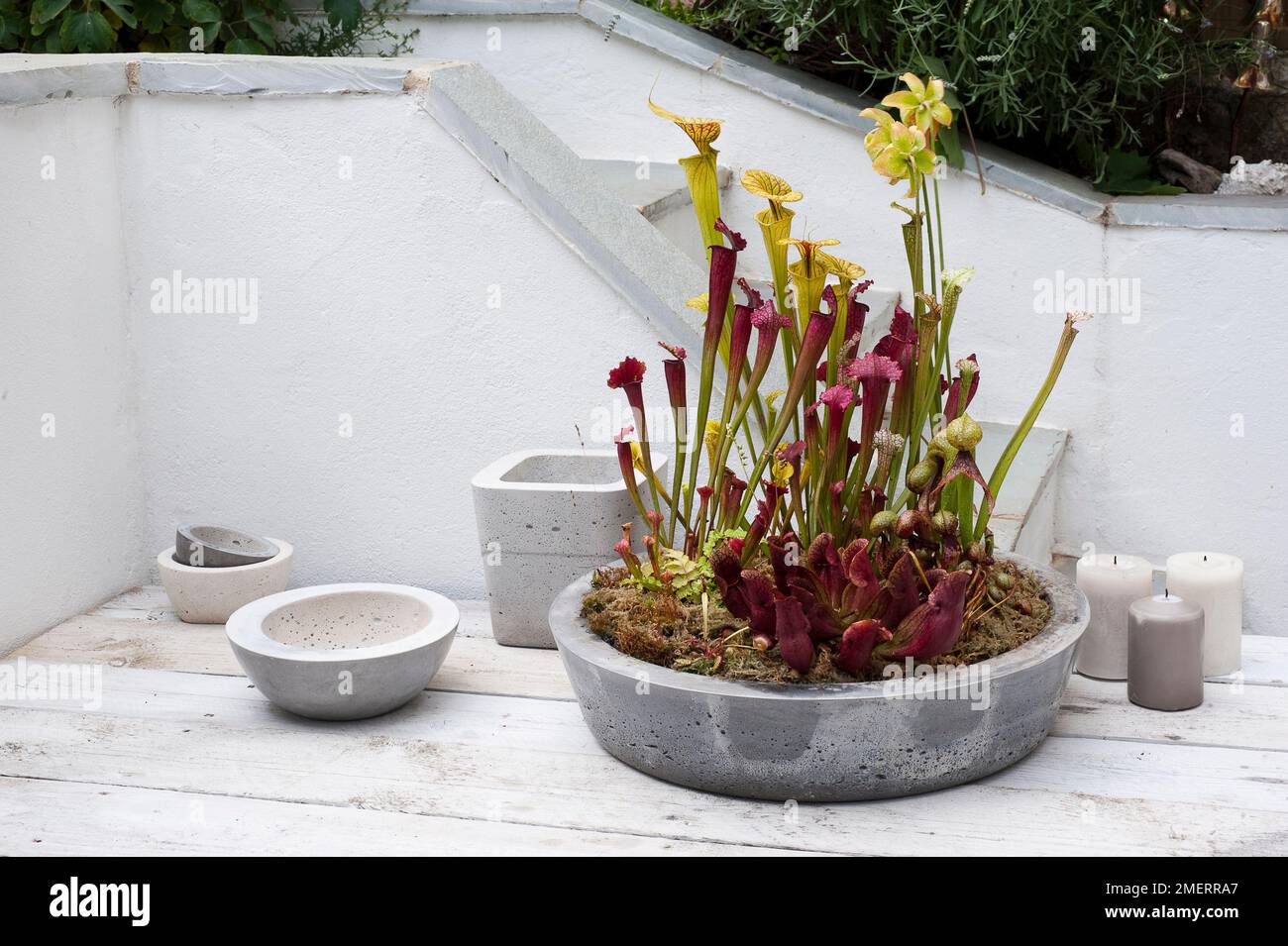 Concrete container full of carnivorous plants, including Sarracenia ...