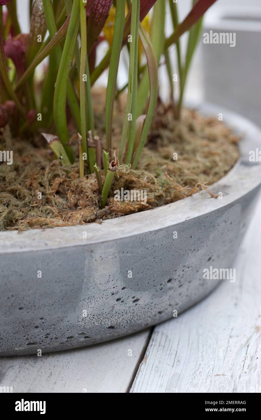 Concrete plant container Stock Photo - Alamy