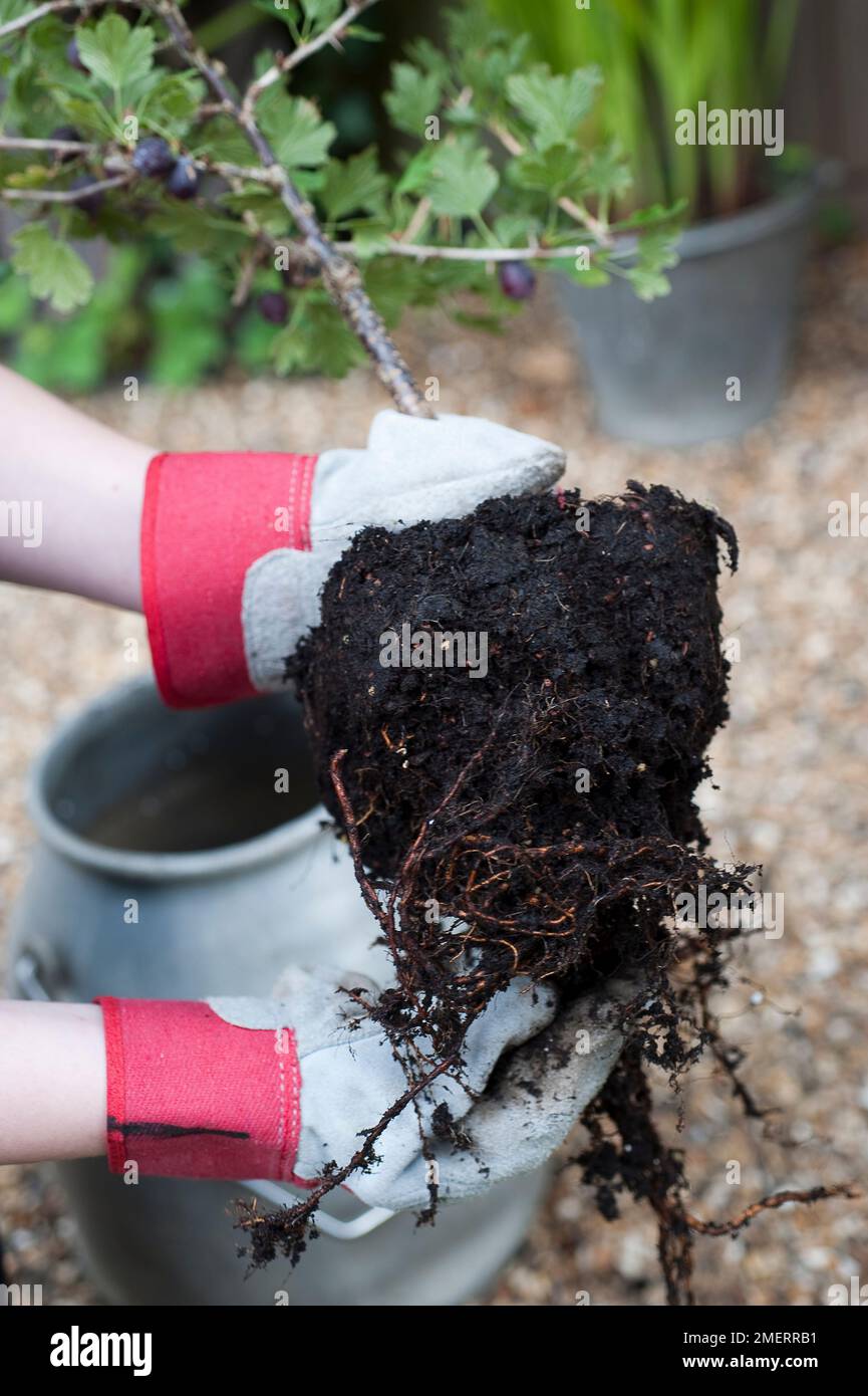 Removing fruit plant and roots from container Stock Photo - Alamy
