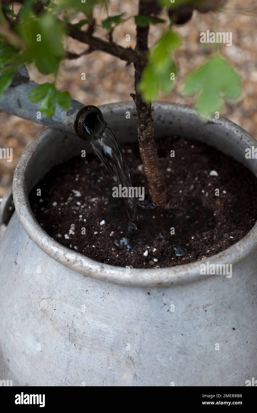 Plant fruit container hi-res stock photography and images - Alamy