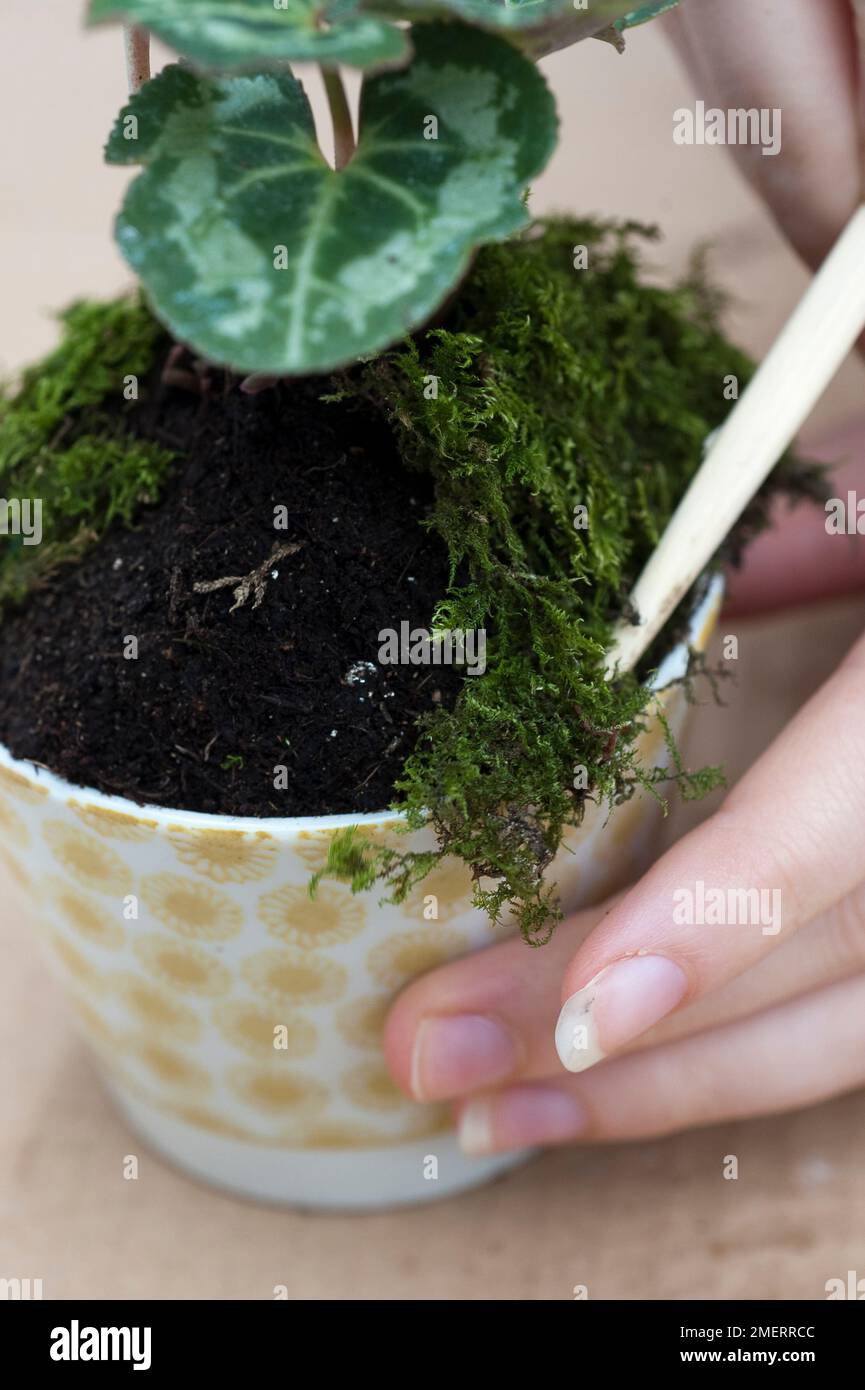 Cyclamen hederifolium container hi-res stock photography and images - Alamy