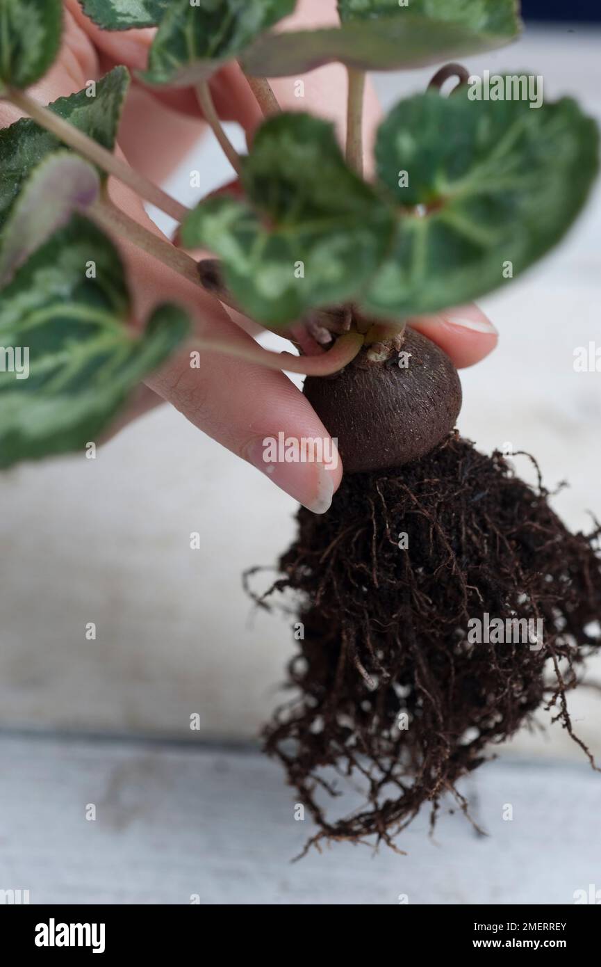 Cyclamen roots hi-res stock photography and images - Alamy