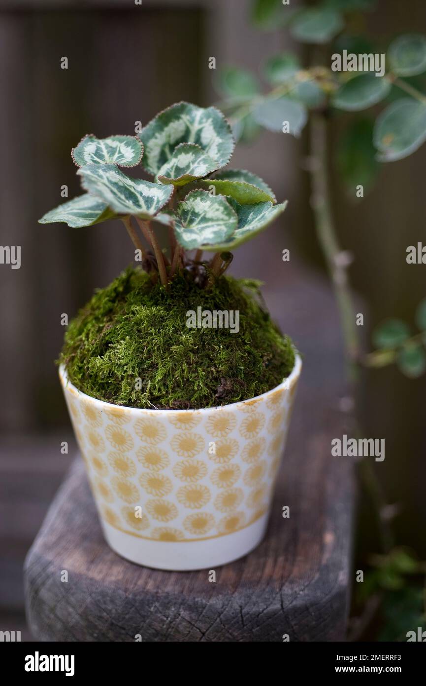 Cyclamen hederifolium container hi-res stock photography and images - Alamy
