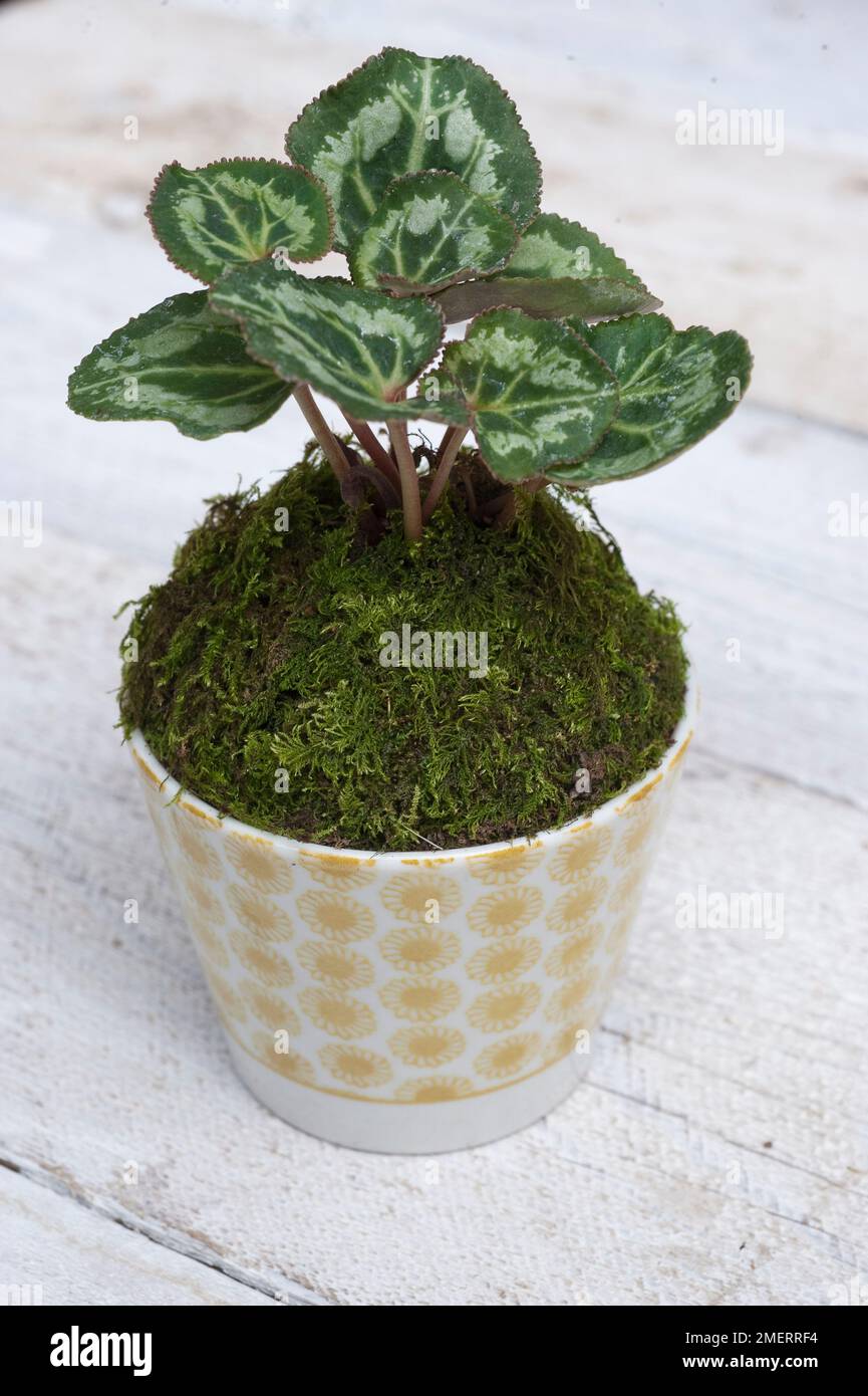 Moss pot containing Cyclamen hederifolium Stock Photo - Alamy