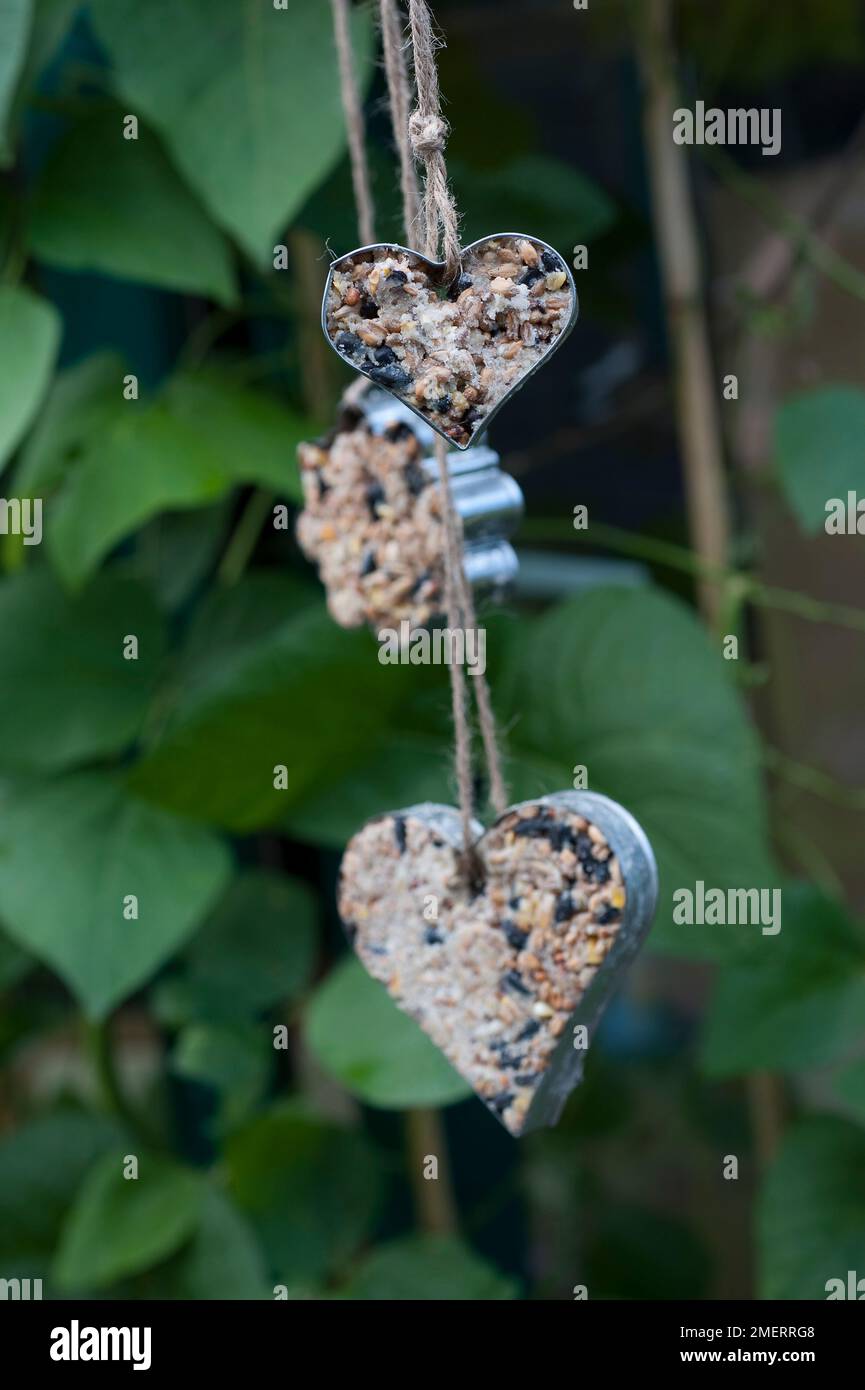 Bird heart feeder hi-res stock photography and images - Alamy