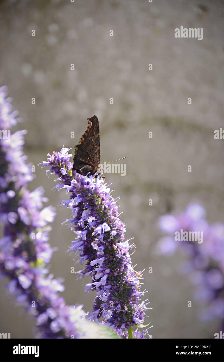 Butterfly settled on Agastache 'Black Adder' flower Stock Photo - Alamy