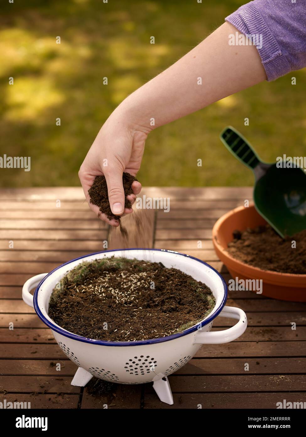 Sprinkling compost over a colander of seeds Stock Photo - Alamy