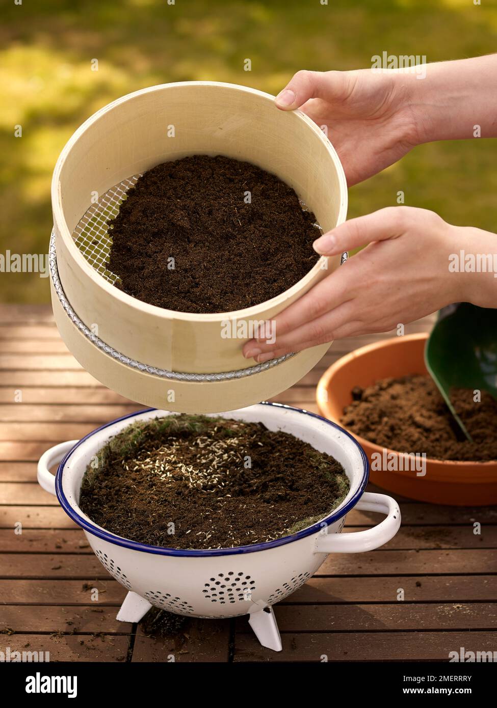 Sprinkling compost over a colander of seeds Stock Photo - Alamy