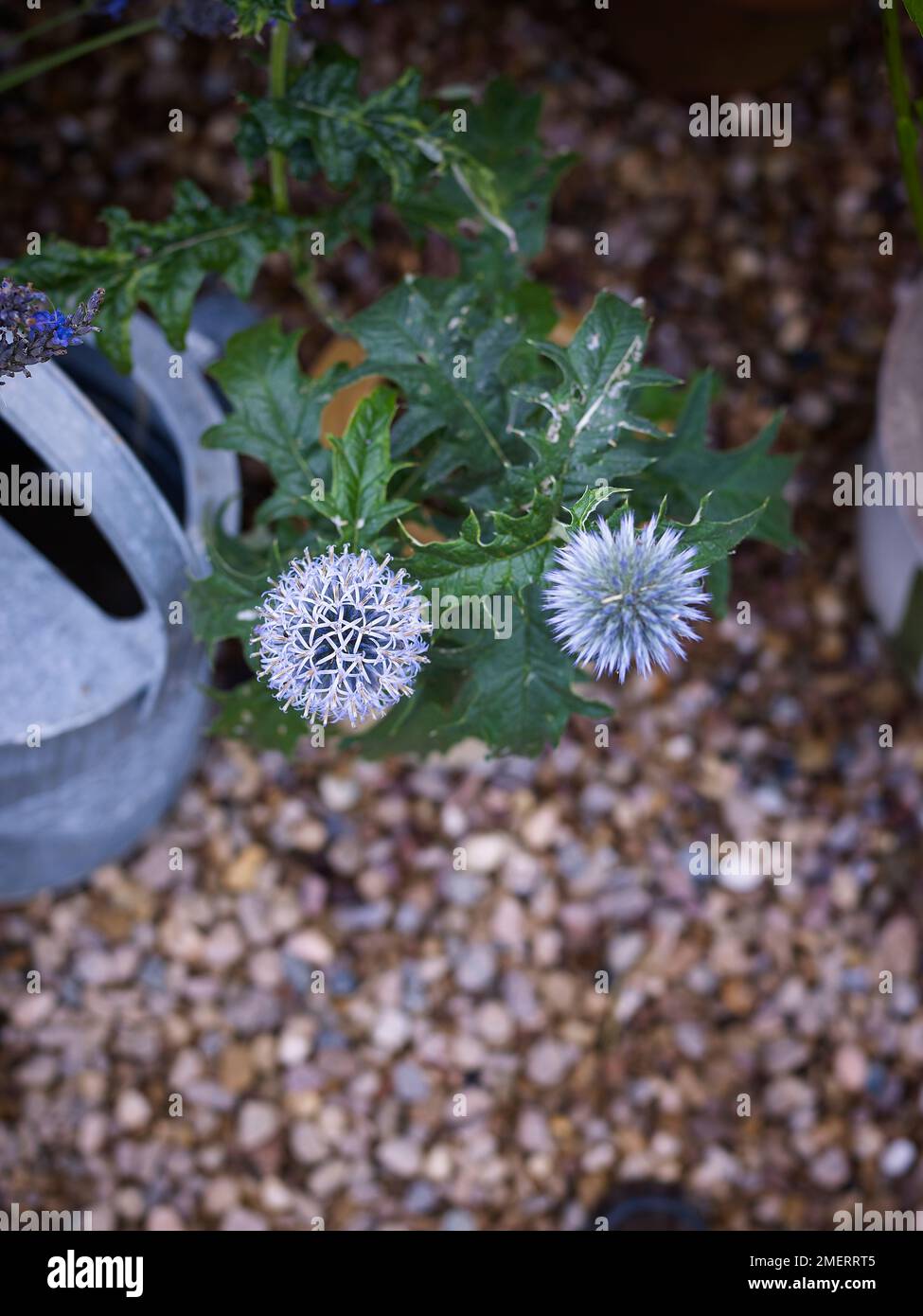 Echinops ritro veitch’s blue hi-res stock photography and images - Alamy