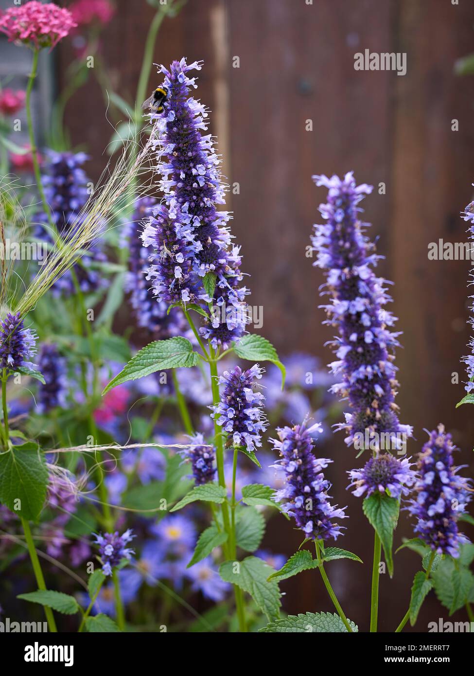 Agastache 'Black Adder', close up Stock Photo - Alamy