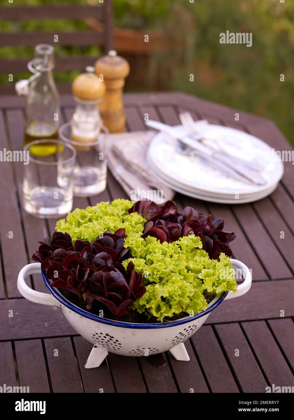 Colourful salad growing in colander Stock Photo - Alamy