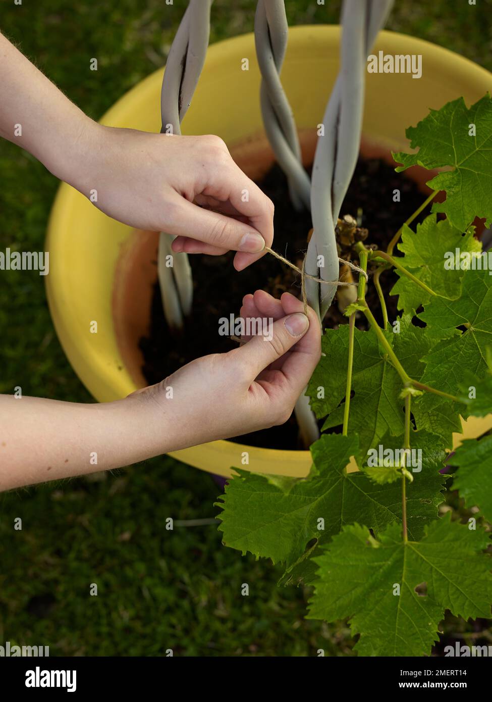 Attaching climbing plant (grape) to canes in pot Stock Photo - Alamy