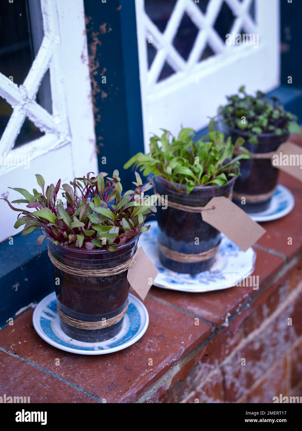Microgreen pot hi-res stock photography and images - Alamy