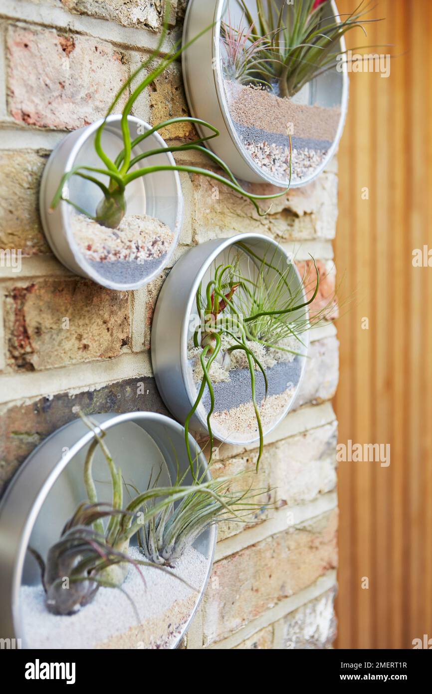 Airplant canisters hi-res stock photography and images - Alamy