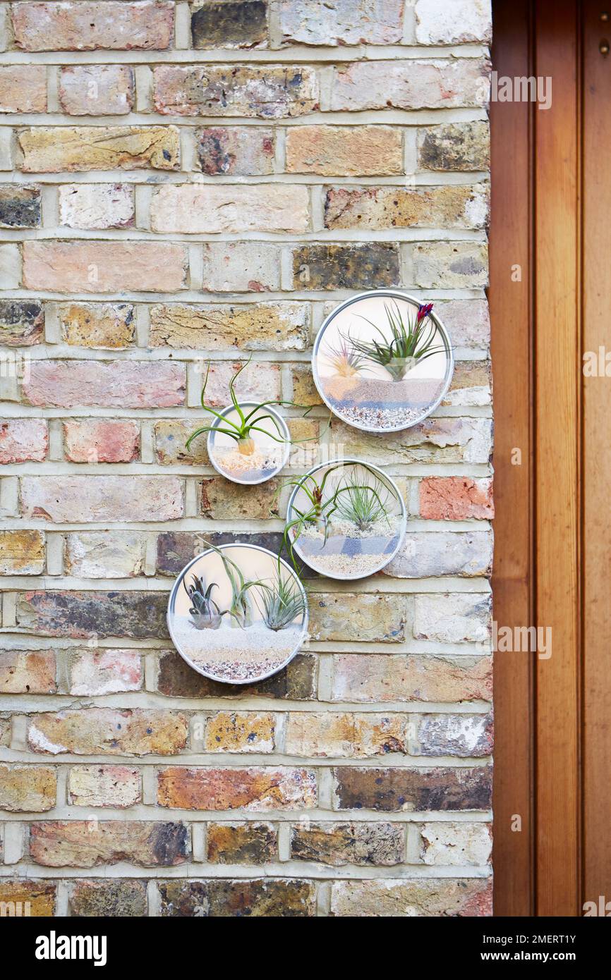 Airplant canisters hanging on brick wall Stock Photo - Alamy