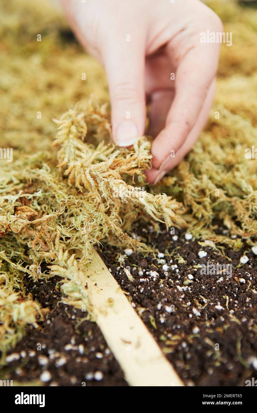 Spreading sphagnum moss over compost in living picture frame Stock ...