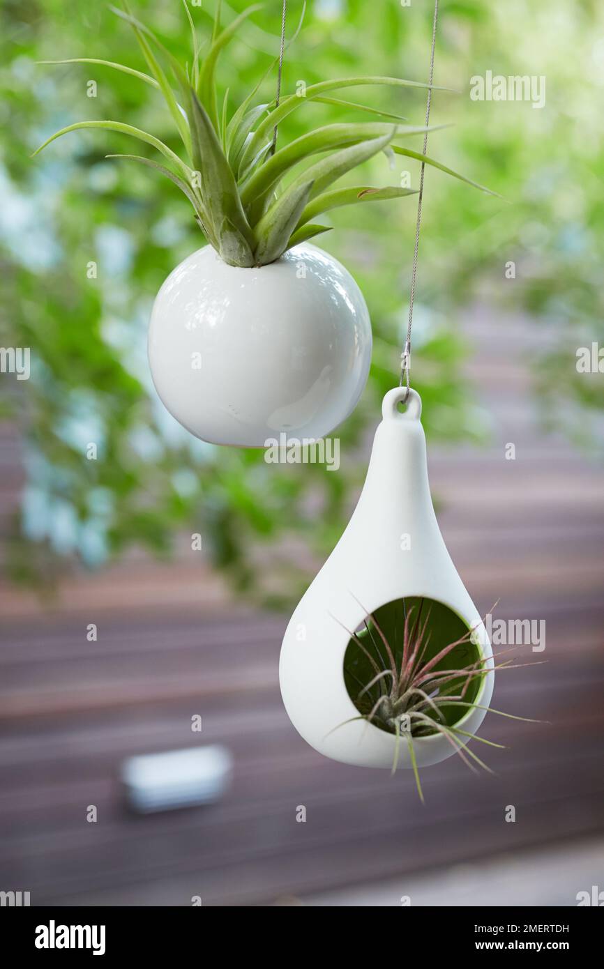 Airplant hangers hi-res stock photography and images - Alamy