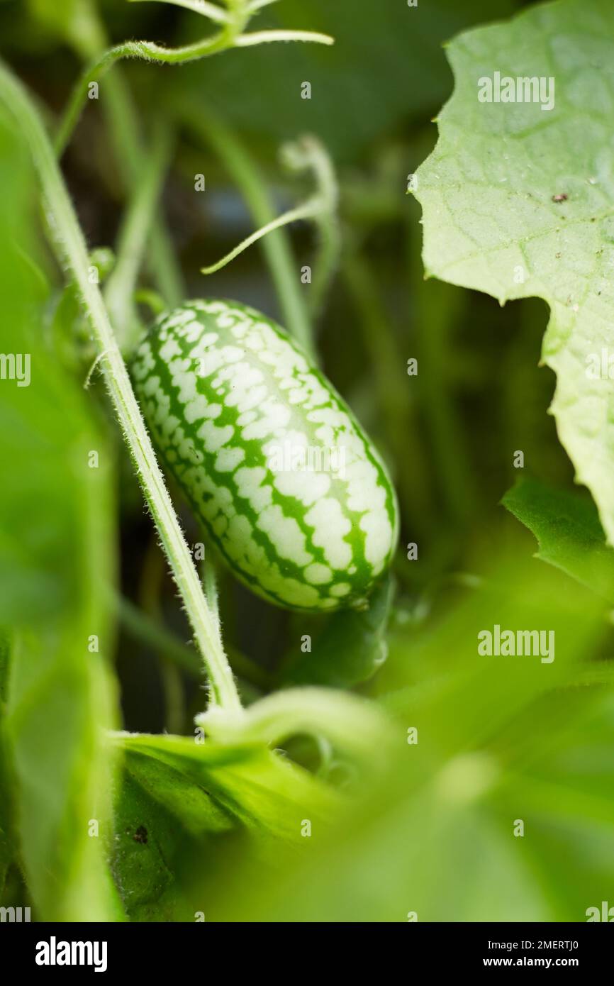 Cucamelon hi-res stock photography and images - Alamy