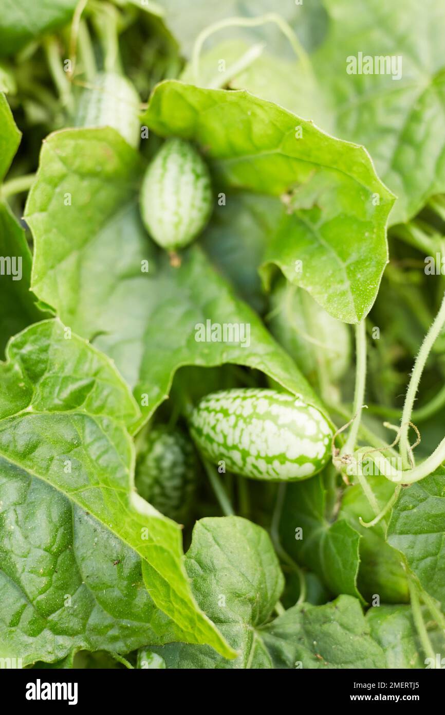 Cucamelon hi-res stock photography and images - Alamy