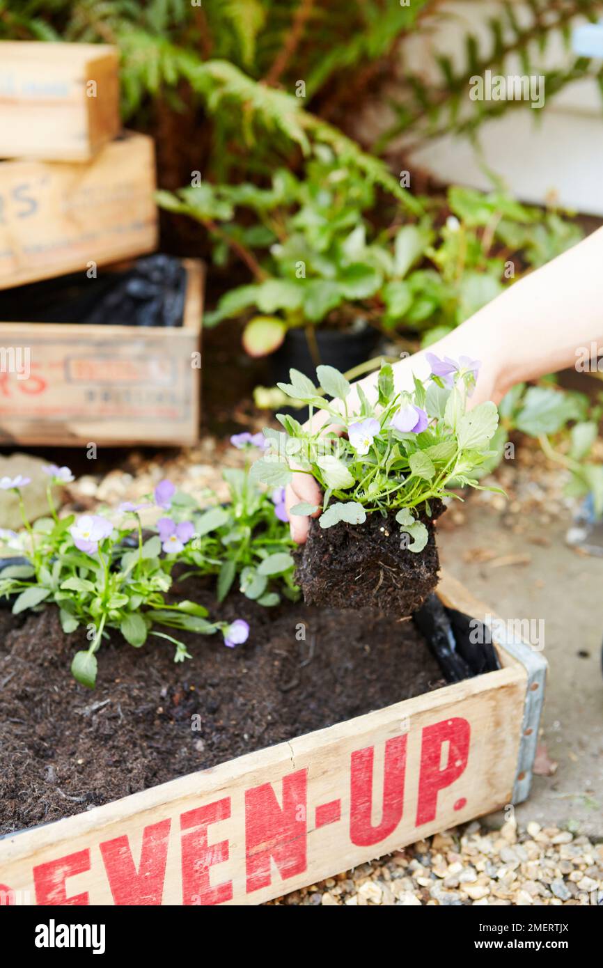 Wooden flower boxes hi-res stock photography and images - Alamy