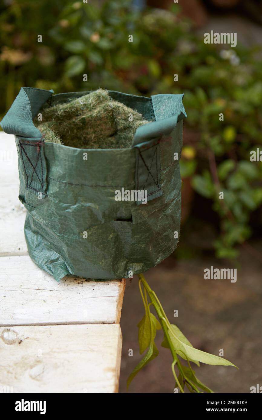 Filling root ball hanging planter with soil and slow-release fertilizer ...