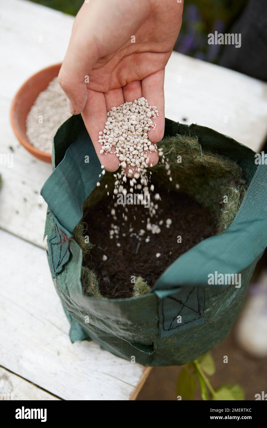 Filling root ball with soil and slow-release fertilizer granules Stock ...