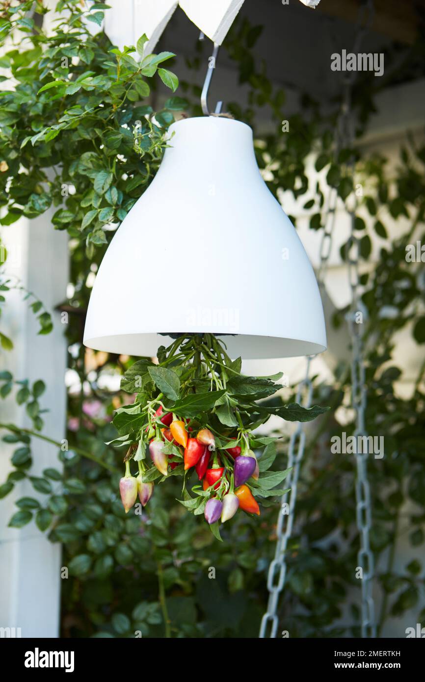 Lampshade chilli planter Stock Photo - Alamy