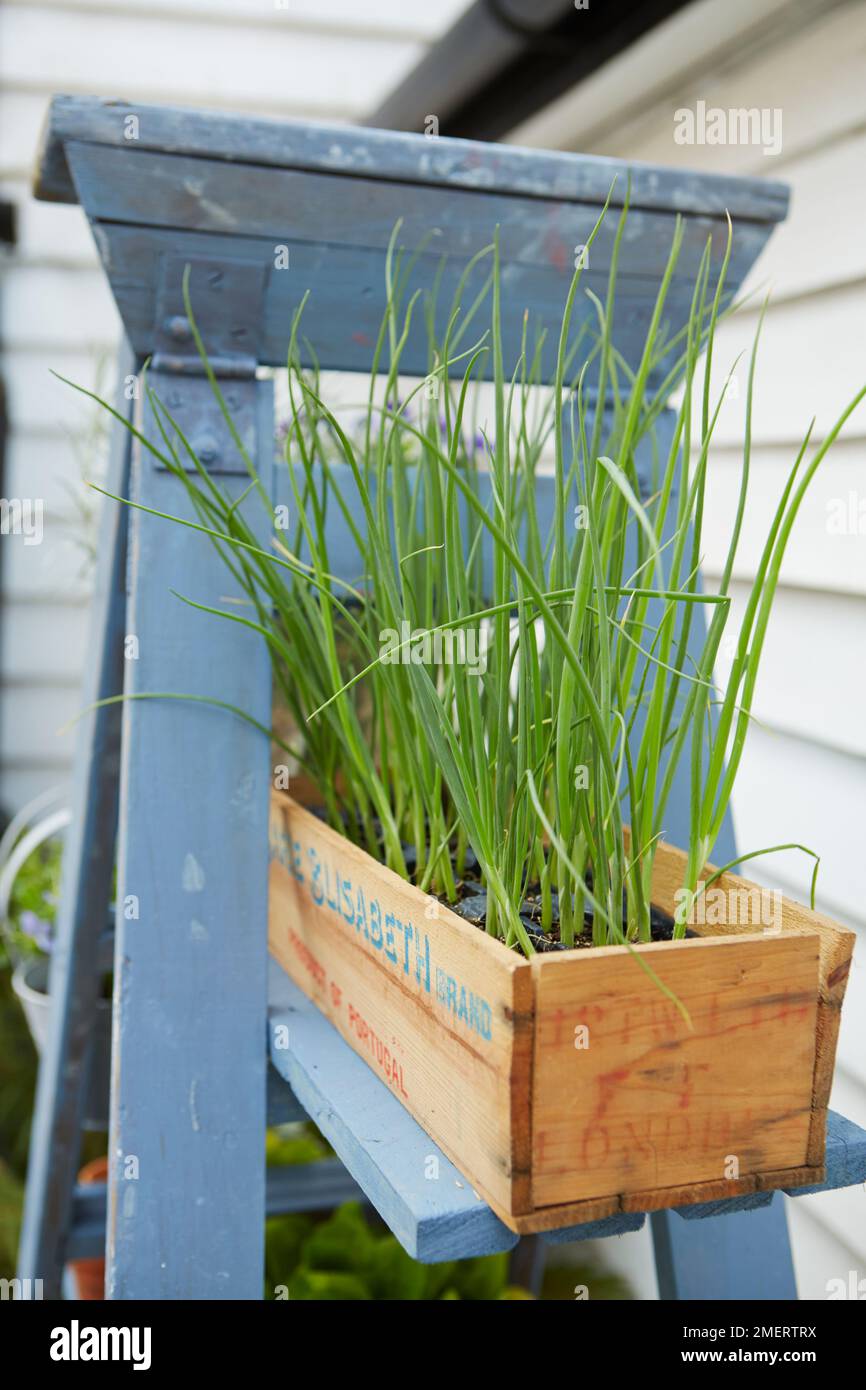 Chives growing in wooden box placed on step ladder planter Stock Photo ...