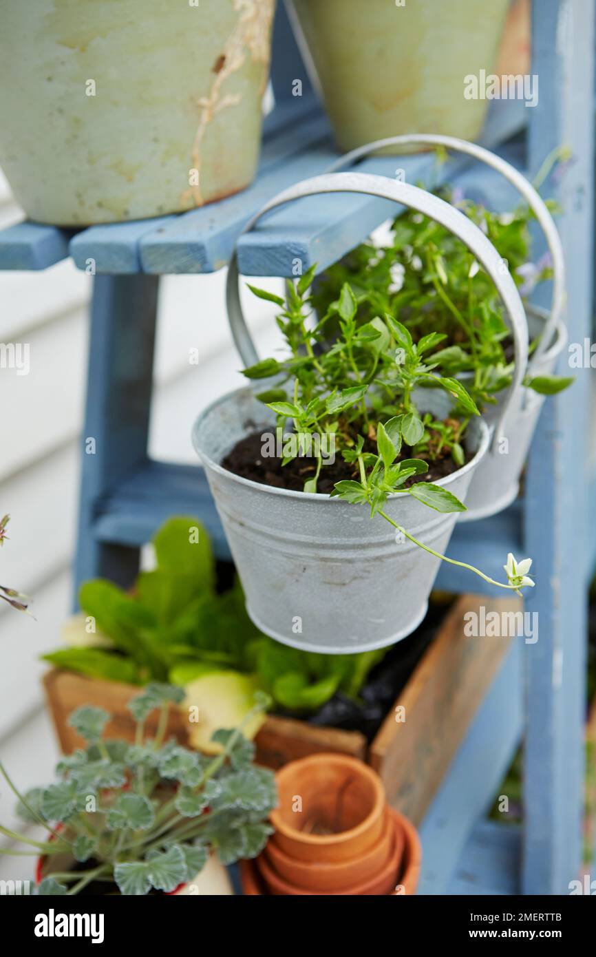 Step ladder planter hi-res stock photography and images - Alamy