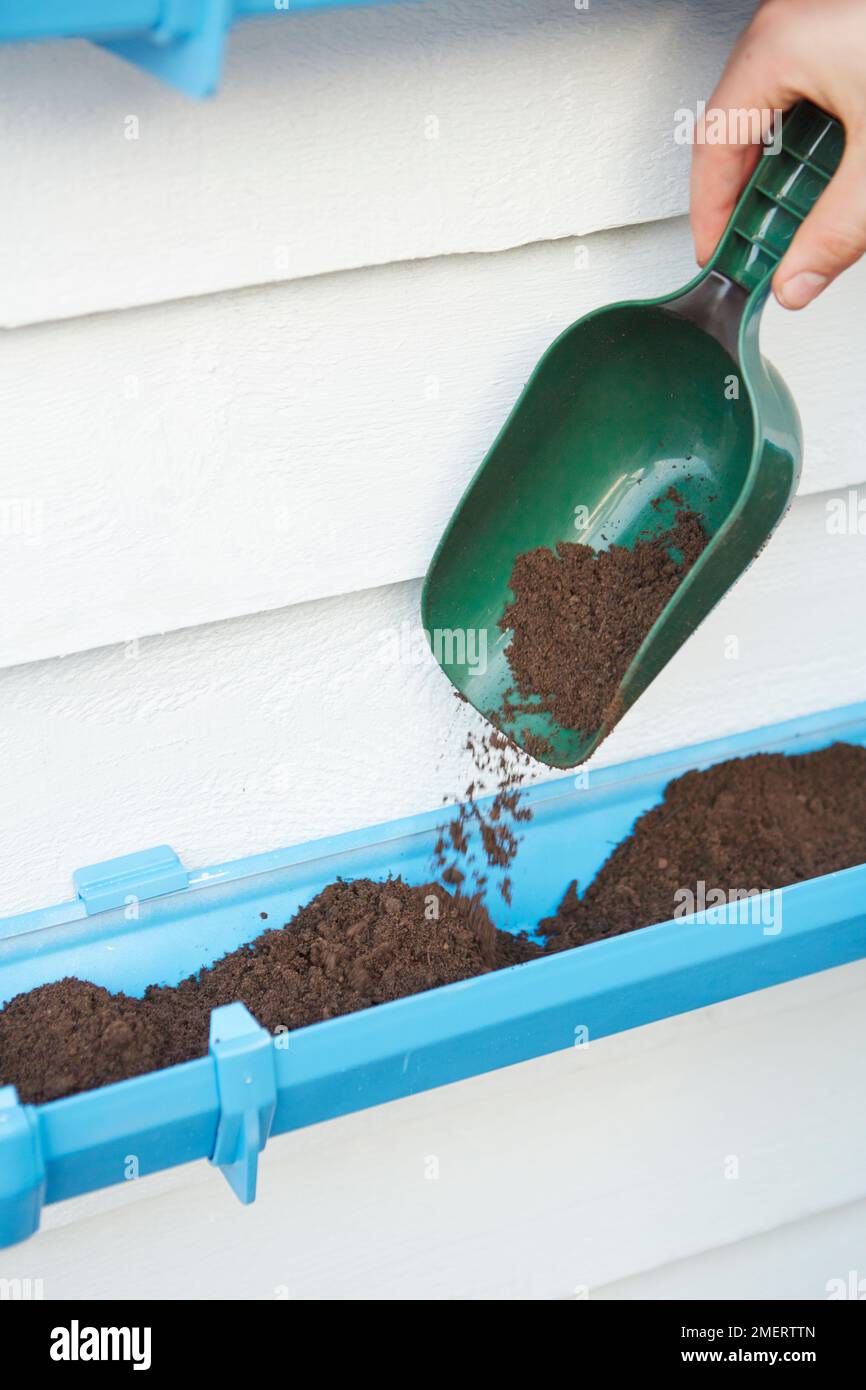 Adding mix of manure and compost to painted guttering planter Stock ...