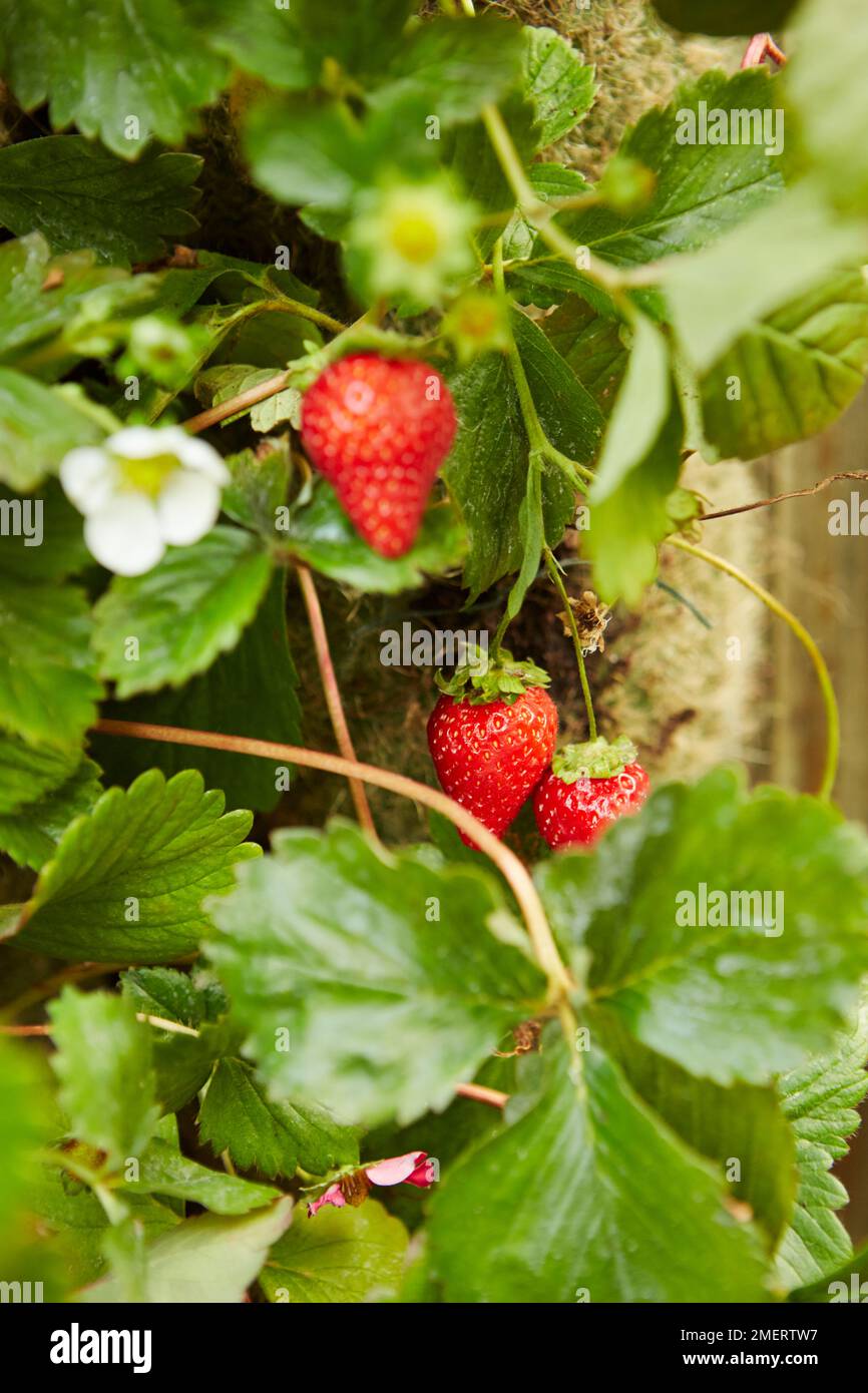 Strawberry plants, close up Stock Photo - Alamy