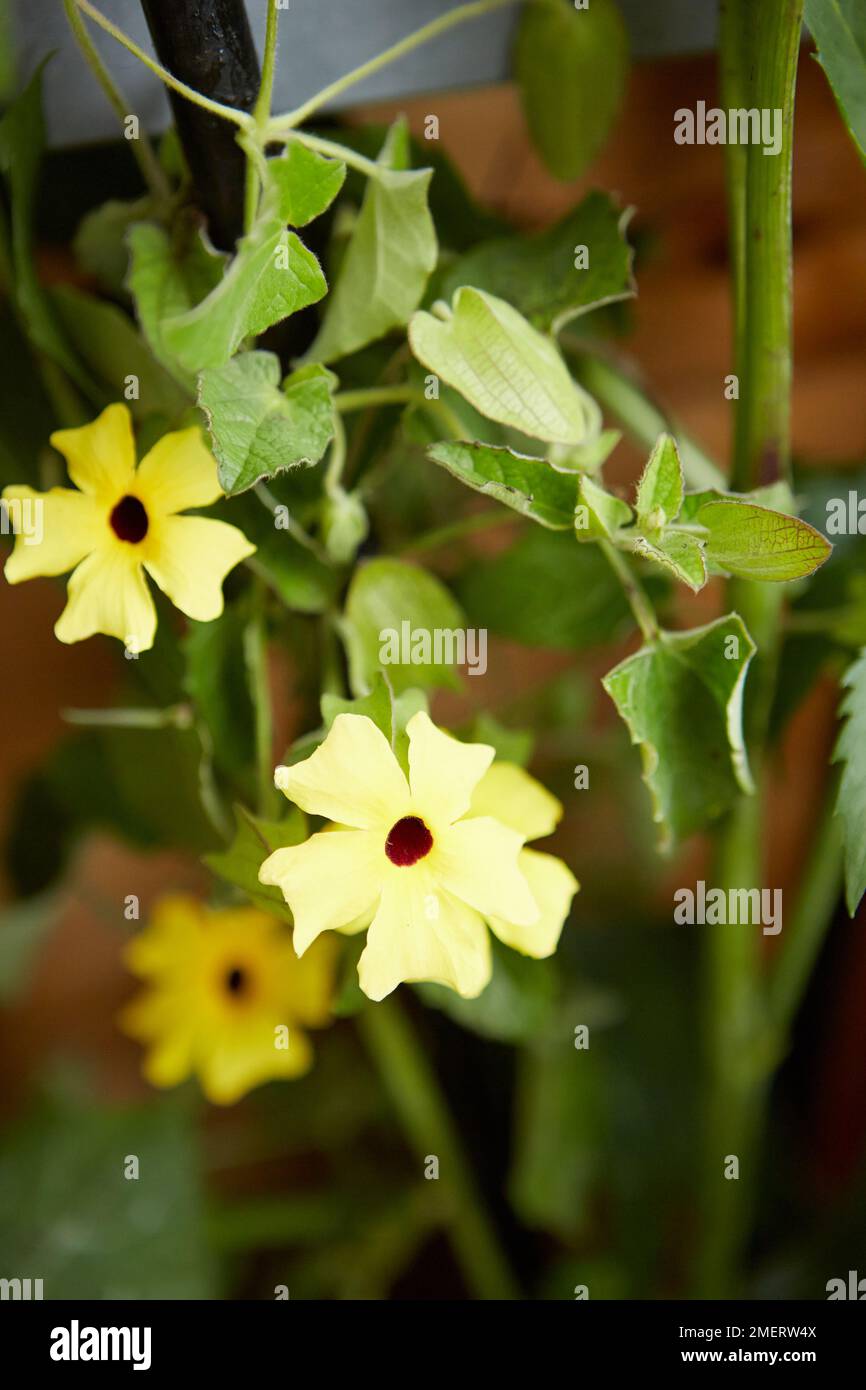 Thunbergia alata, Plant climbing bamboo trellis Stock Photo - Alamy