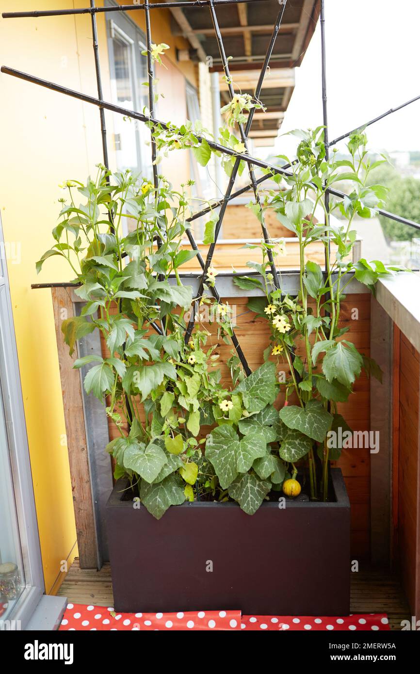 Plant climbing in abstract trellis on balcony Stock Photo - Alamy