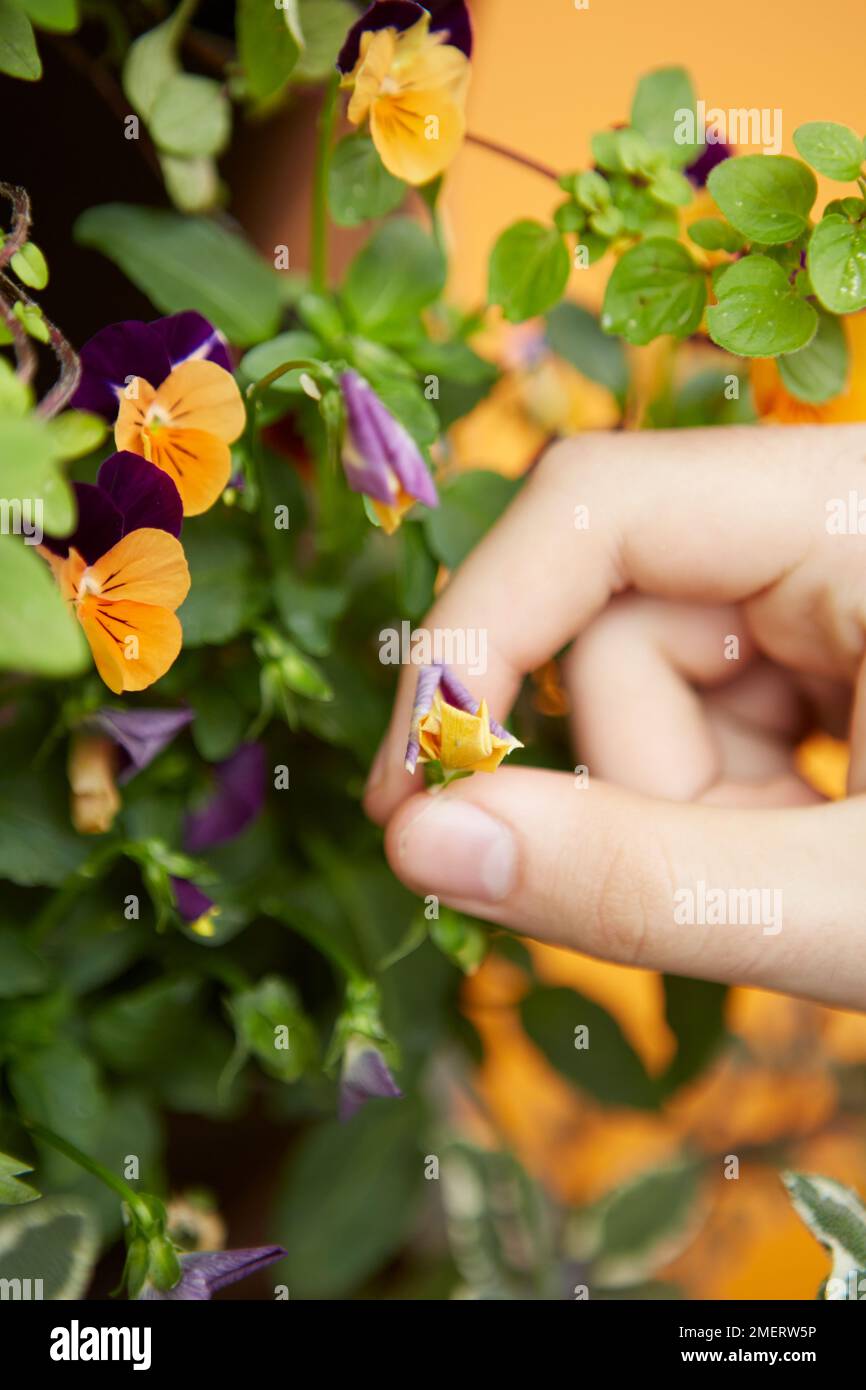 Dead-heading flowers - balcony plants Stock Photo - Alamy