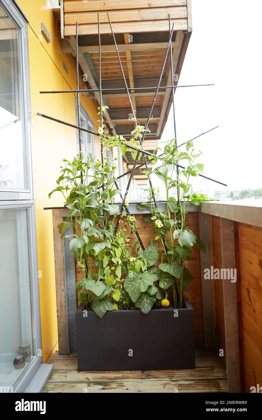 Plant climbing an abstract trellis on balcony Stock Photo - Alamy