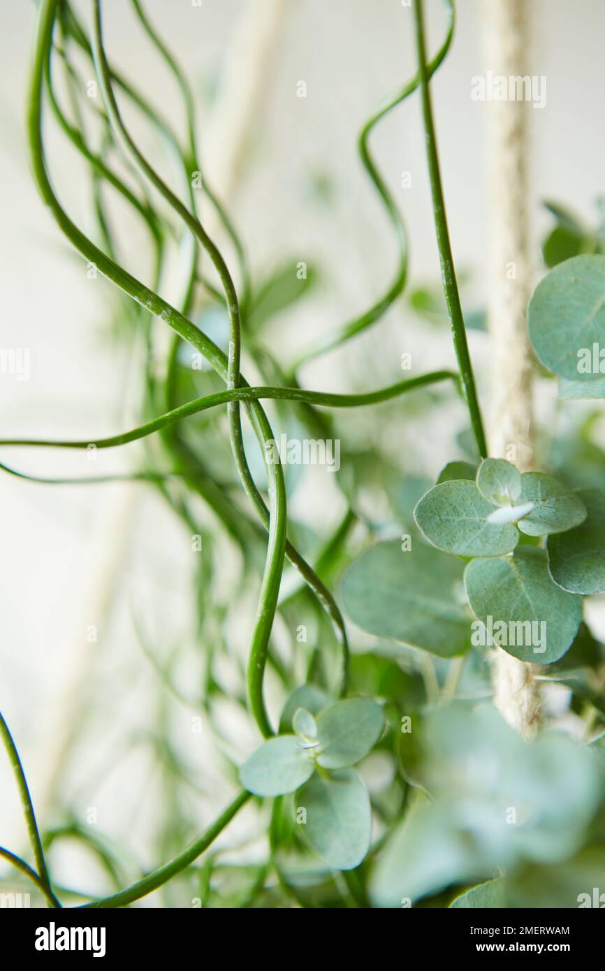 Juncus spiralis (corkscrew rush) planted in hanging basket Stock Photo ...