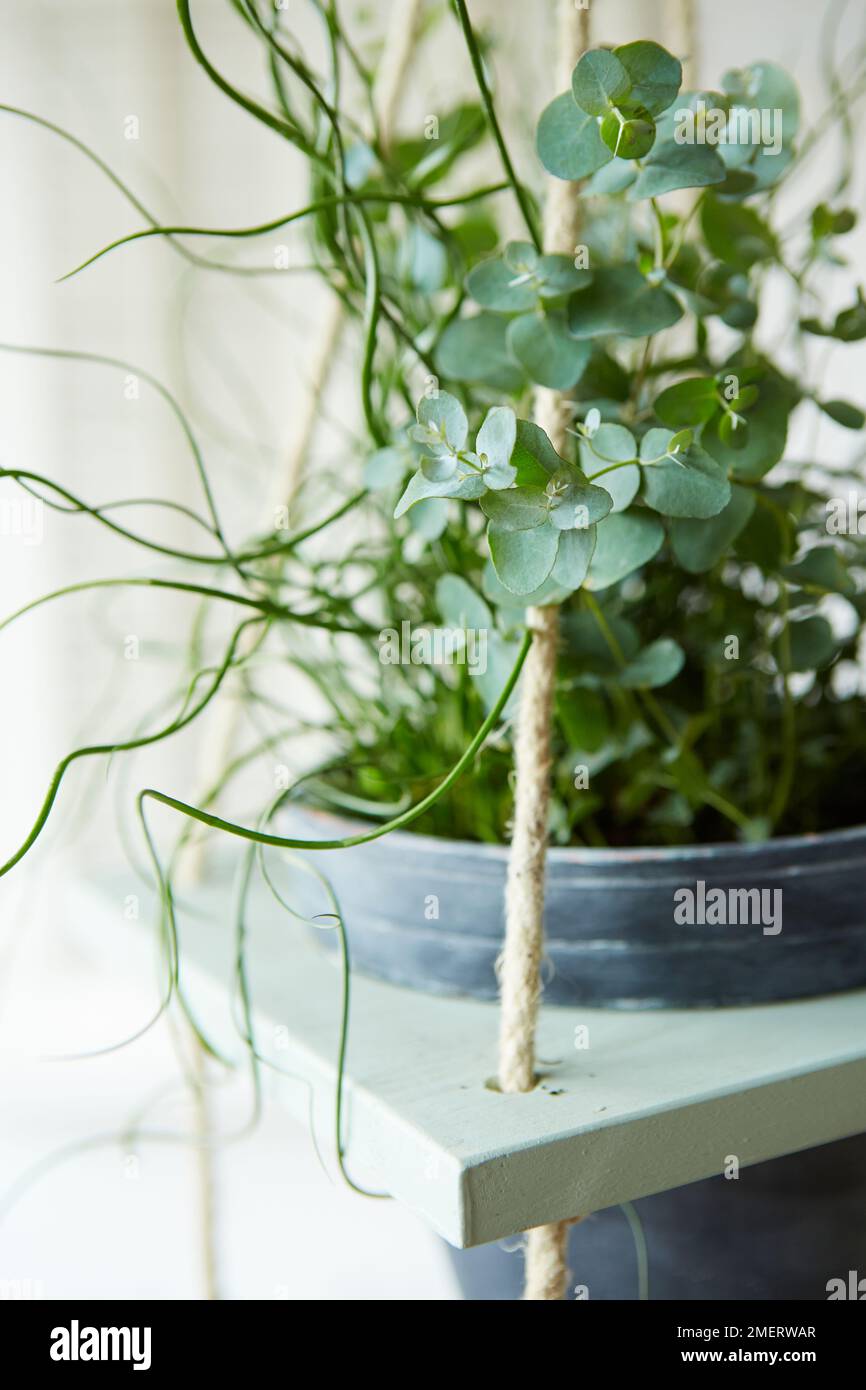 Juncus spiralis (corkscrew rush) planted in plant pot, making plant ...