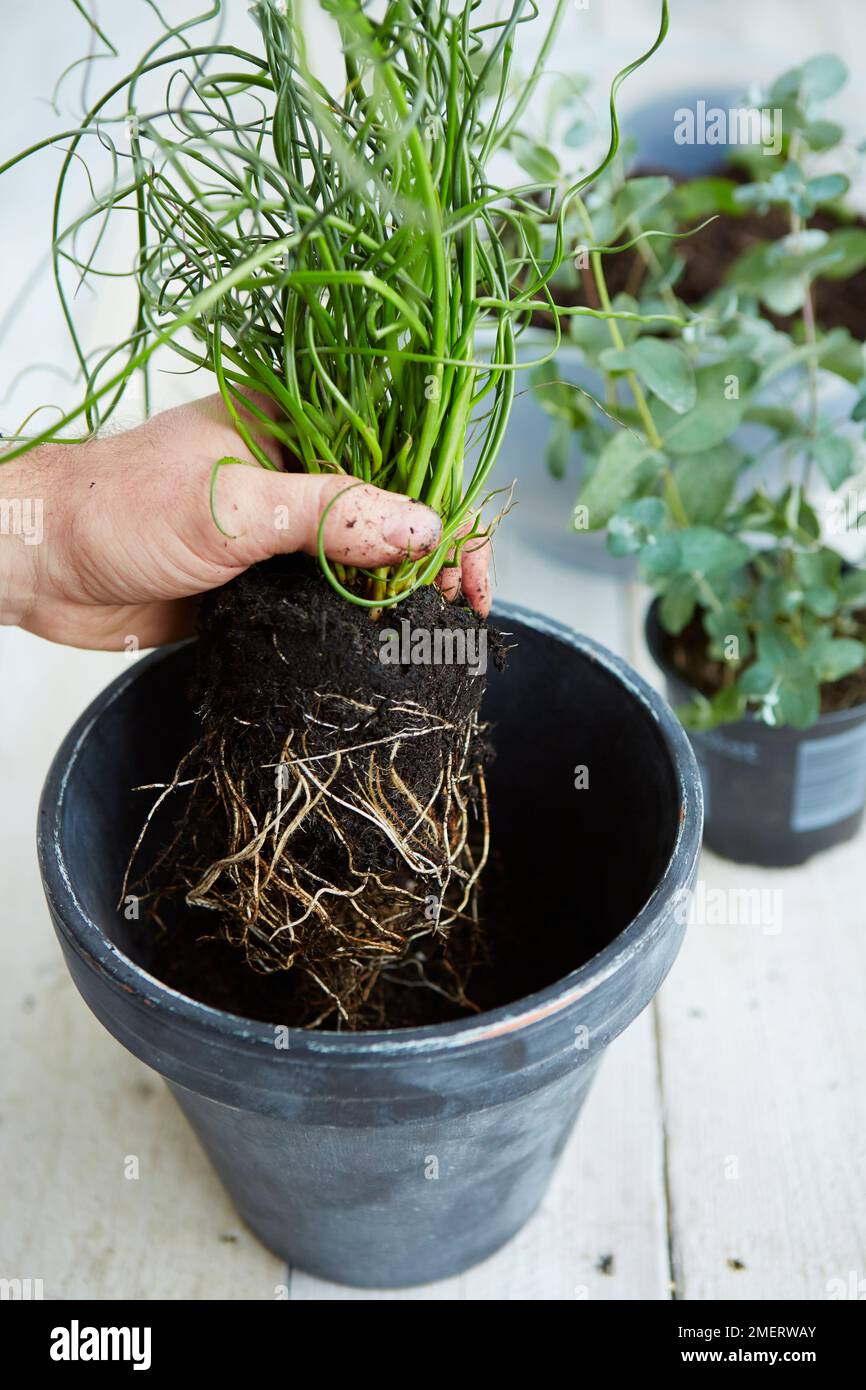 Plant being placed in pot, potting Stock Photo - Alamy