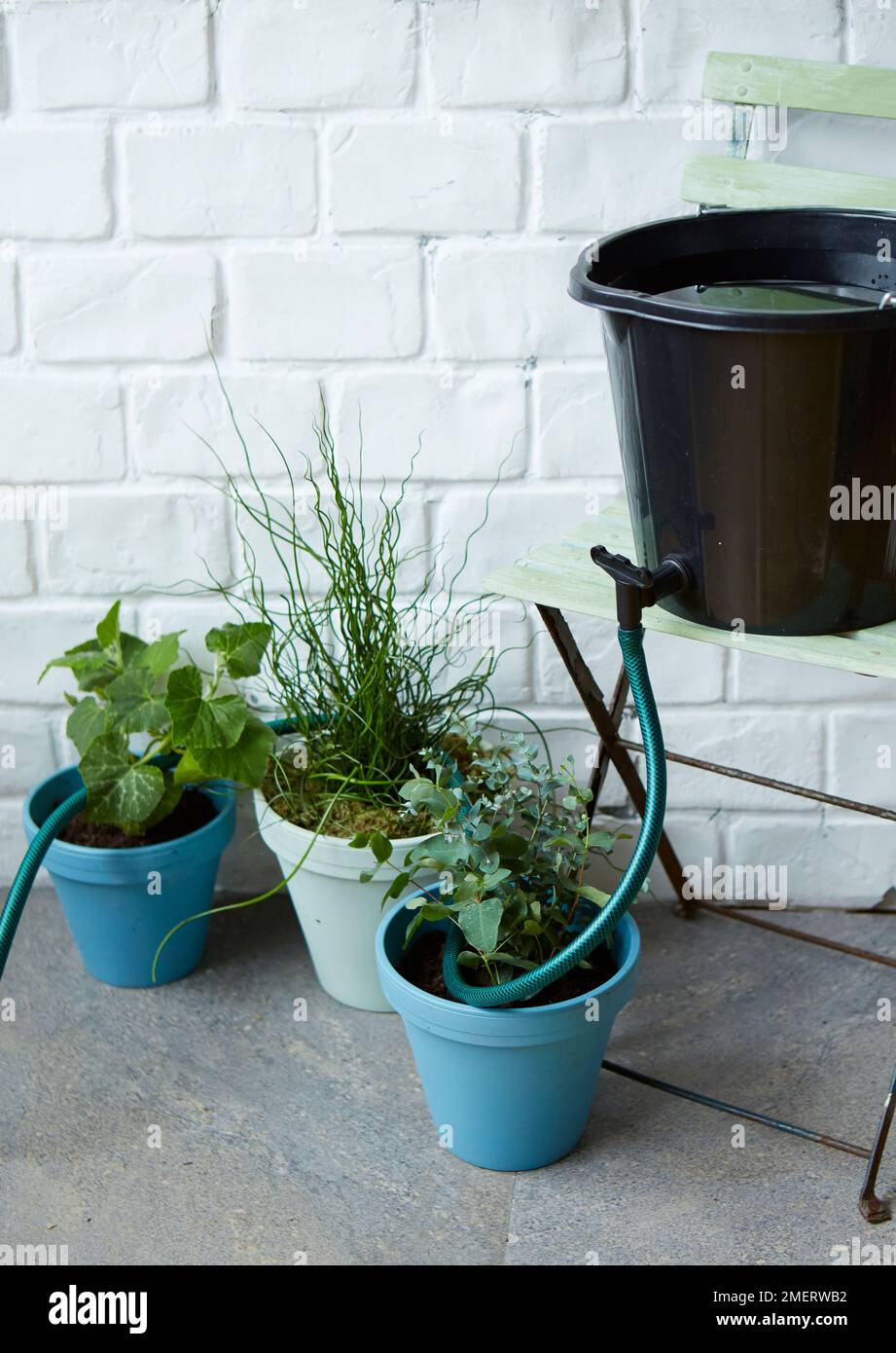 Weekend watering, irrigation system using bucket and hose Stock Photo ...