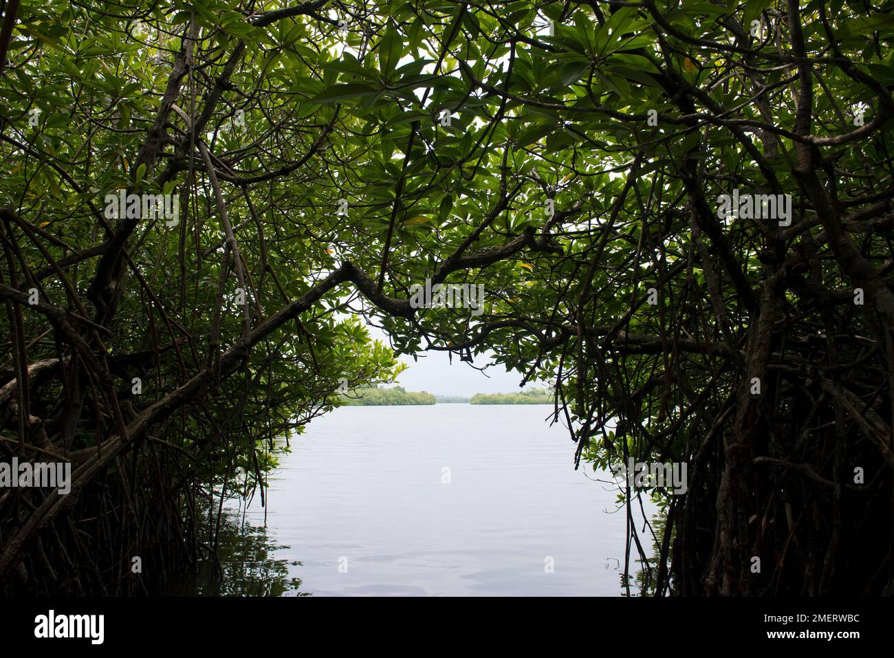 Balapitiya, Madu Ganga, Southern Province, Sri Lanka, Mangrove Caves ...
