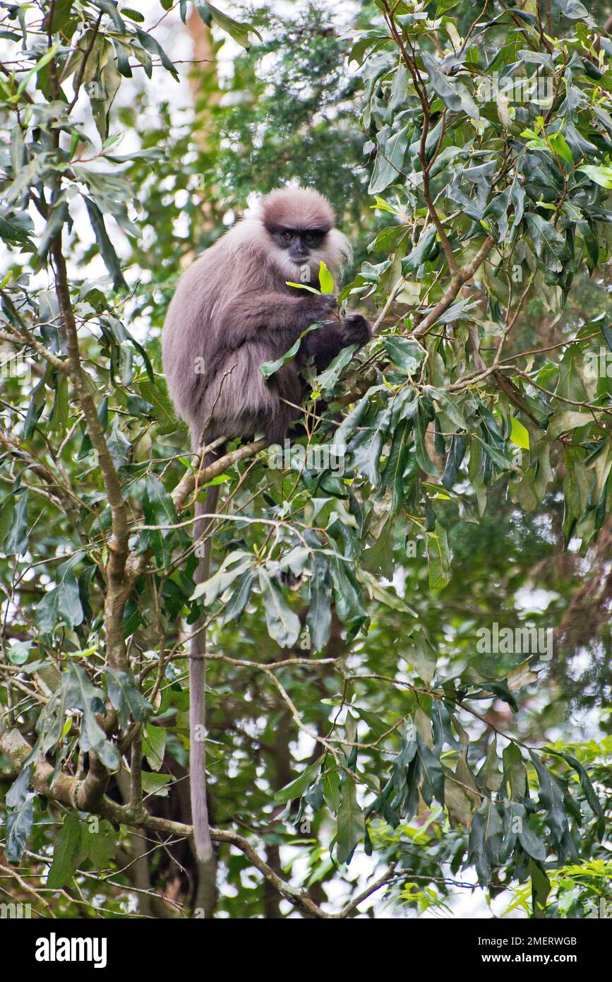 Central Province, Hakgala Botanical Gardens, Nuwara Eliya, Sri Lanka ...