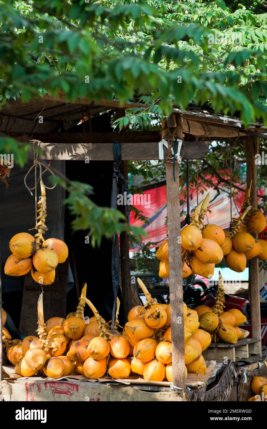 Coconuts for sale at stall, Sri Lanka Stock Photo - Alamy