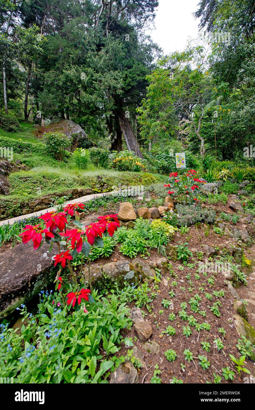 Central Province, Hakgala Botanical Gardens, Nuwara Eliya, Sri Lanka ...