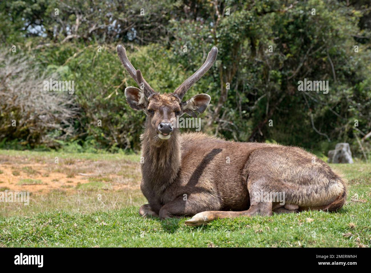 Horton Plains NP, Nuwara Eliya, Province of Uva, Sambar Deer, Sri Lanka ...