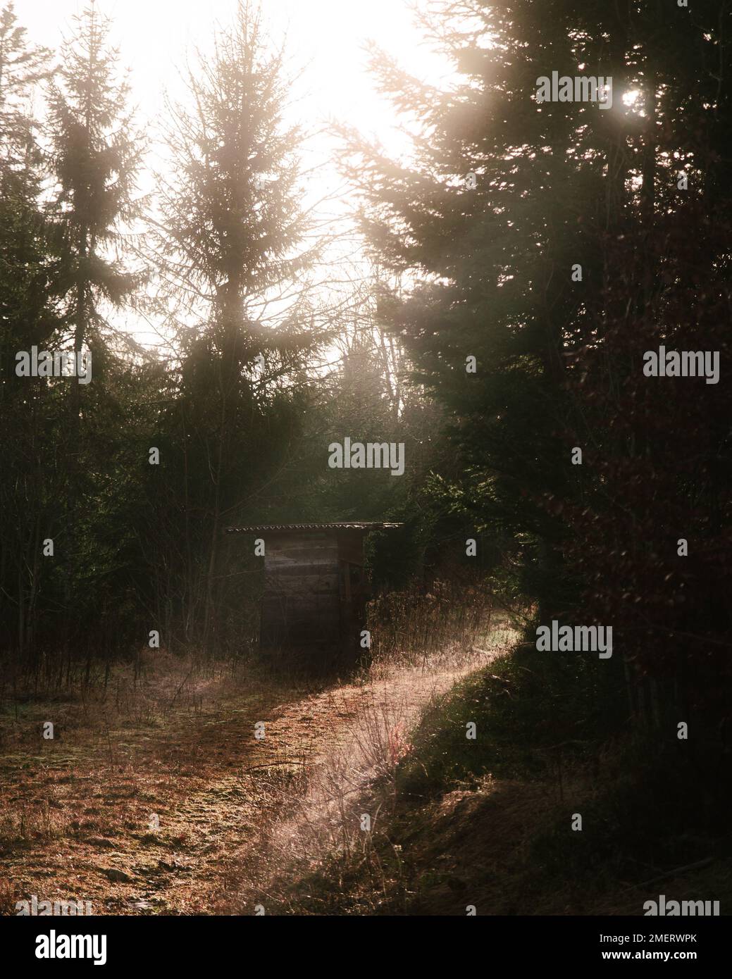 A beautiful vertical view of a wooden toilet in a forest with large ...