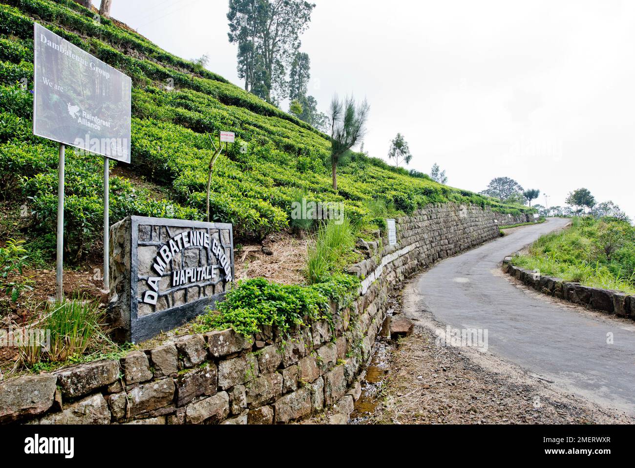 Sign tea plantation hi-res stock photography and images - Alamy