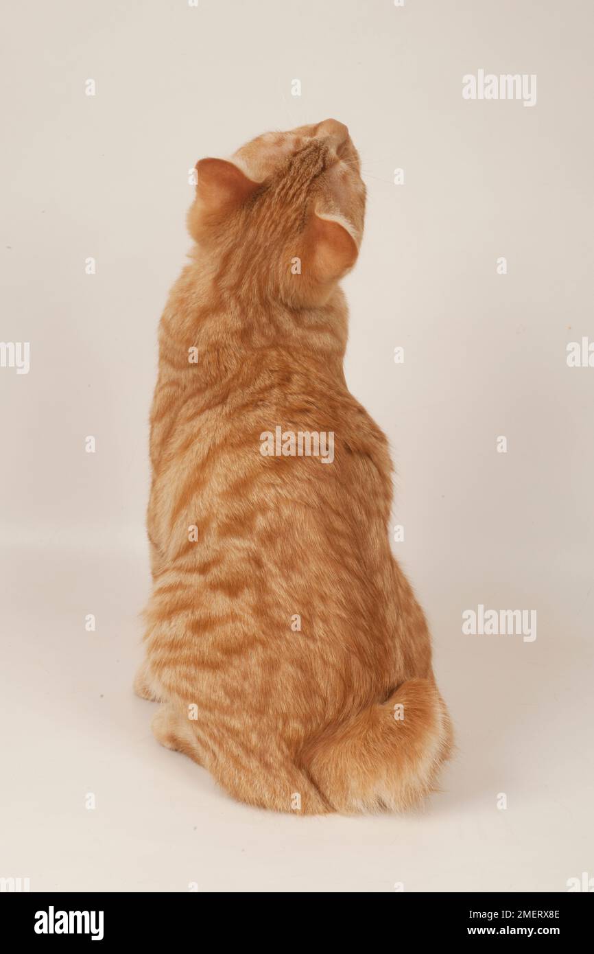 Kurilian shorthair cat hi-res stock photography and images - Alamy