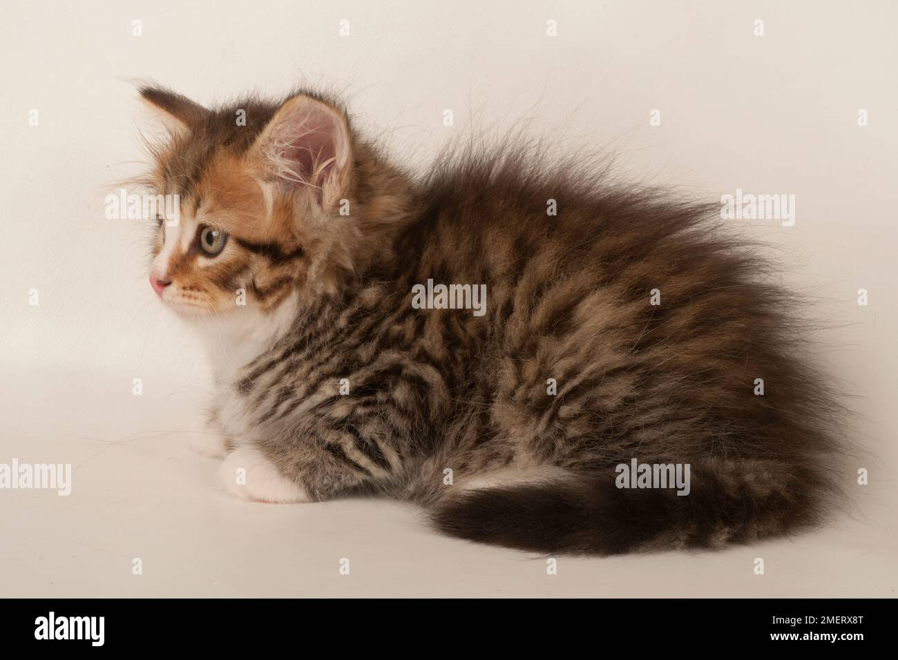 Cat eye side view hi-res stock photography and images - Alamy