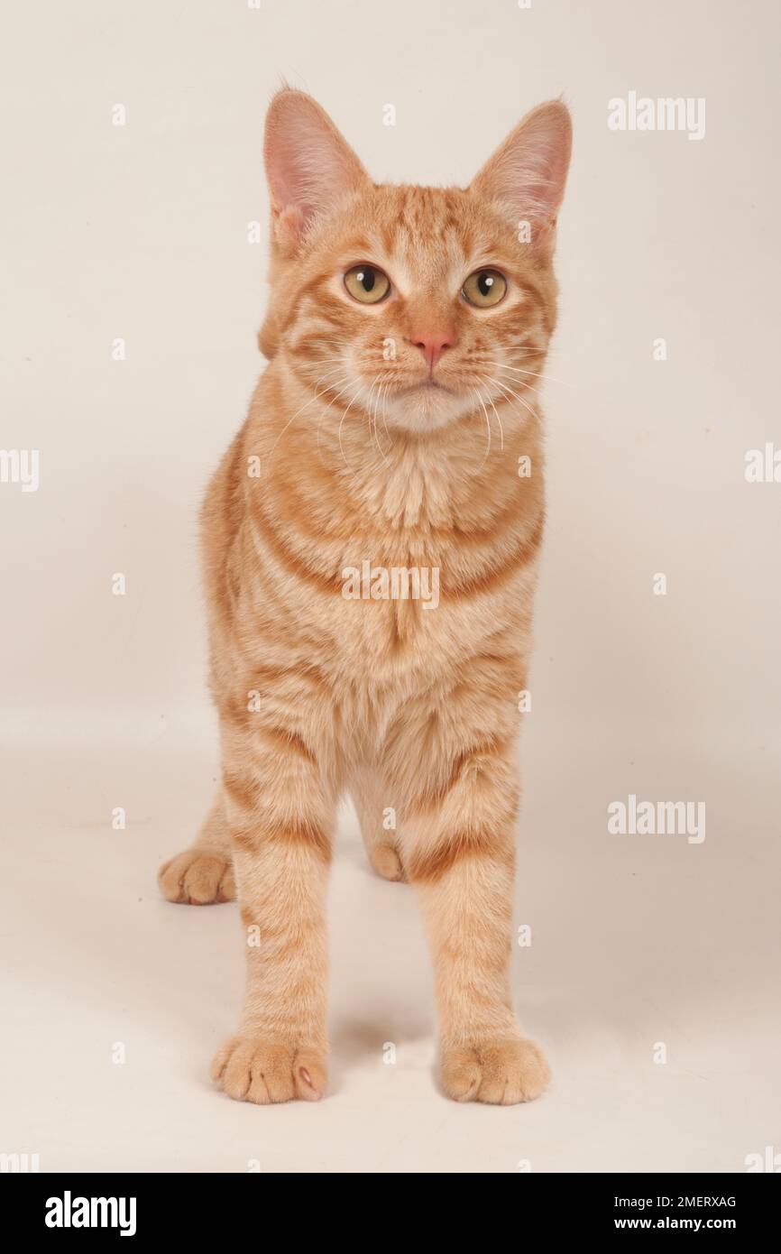 Kurilian shorthair cat hi-res stock photography and images - Alamy