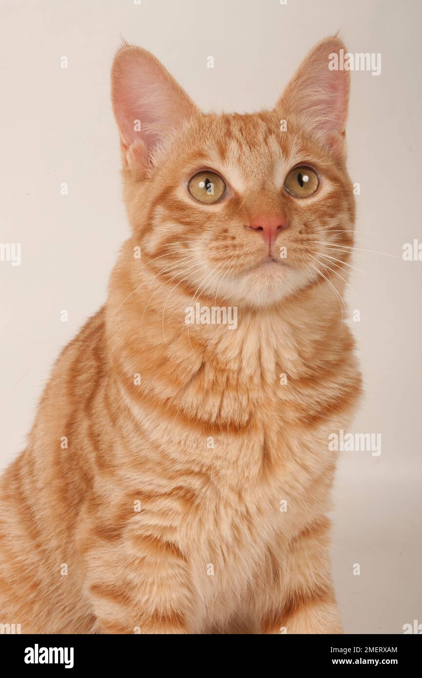 Kurilian shorthair cat hi-res stock photography and images - Alamy